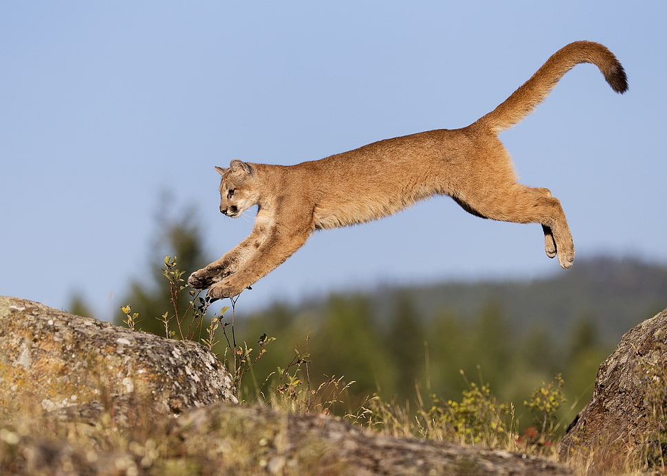 Adalet Divanı “Puma” Kararında Tanınmışlığın İspatı ve Önceki Tarihli ...